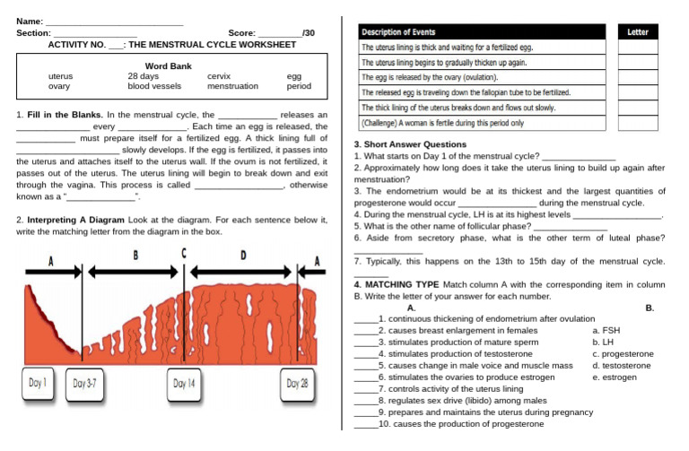 Menstrual Cycle Worksheet Activity | PDF | Menstrual Cycle ...