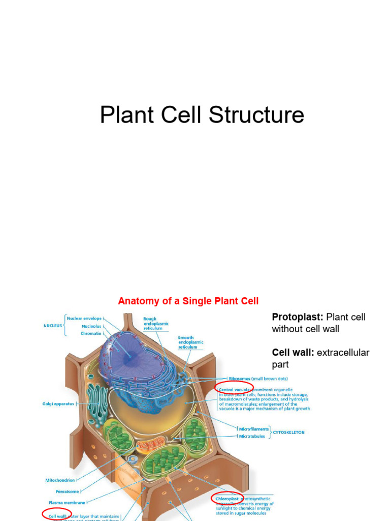 L2.1-Plant Cells and Tissues | PDF | Endoplasmic Reticulum | Tissue ...