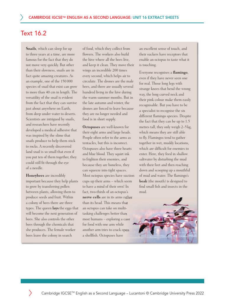 Fascinating Facts About Snails, Bees, and Octopuses | PDF | Bees | Octopus