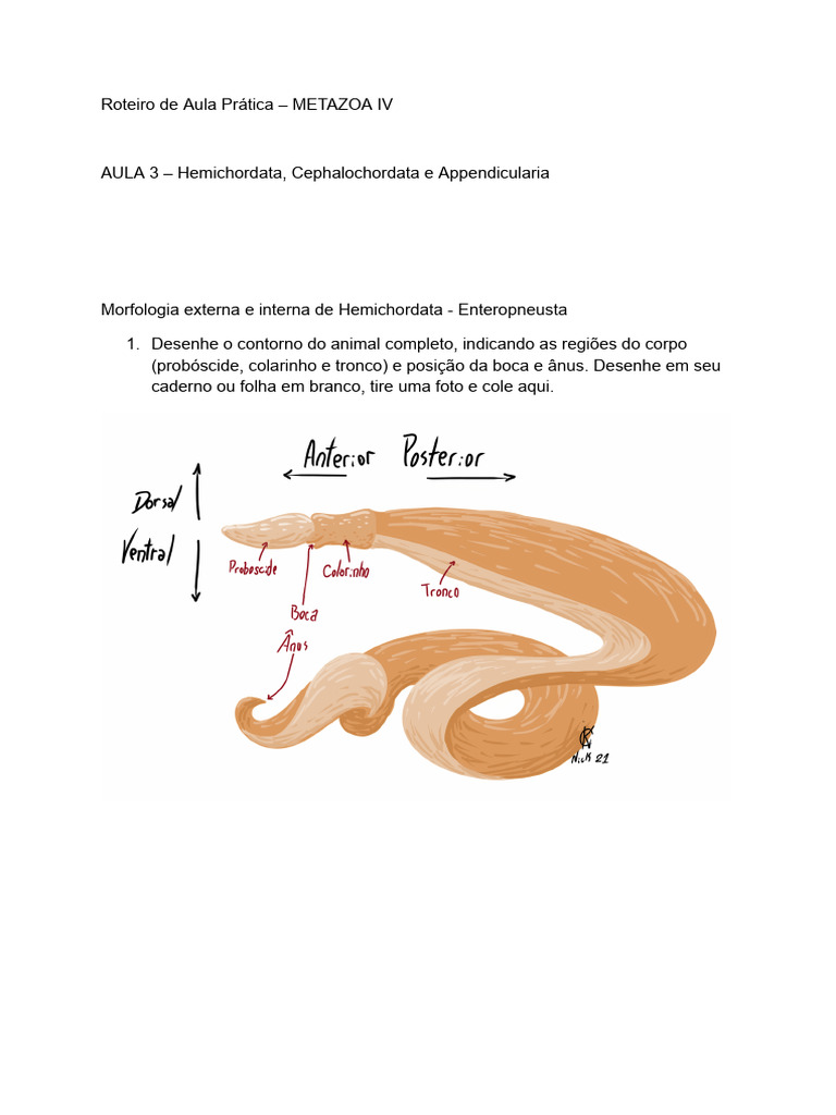 Atividade - METAZOA IV - Hemichordata, Cephalochordata e Appendicularia ...