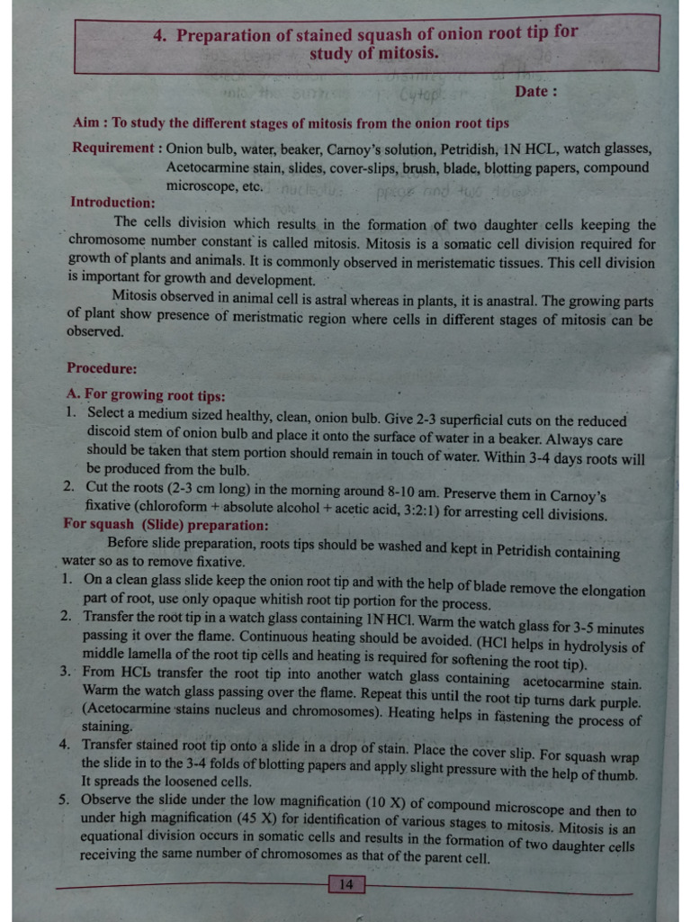 Biology Practical Set-2 Mitosis | PDF