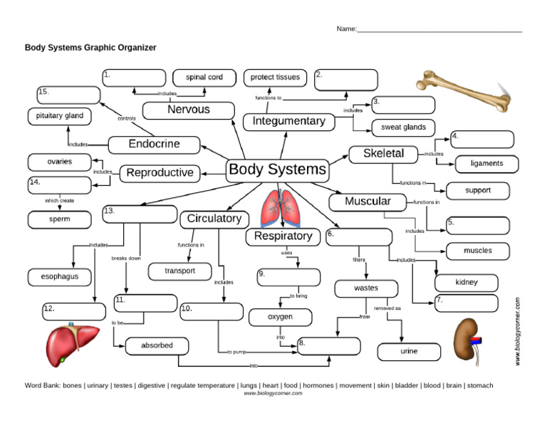 Body Systems Graphic Organizer | PDF