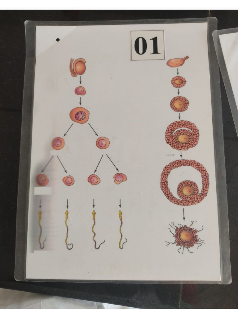 Embryology Charts? 2 | PDF