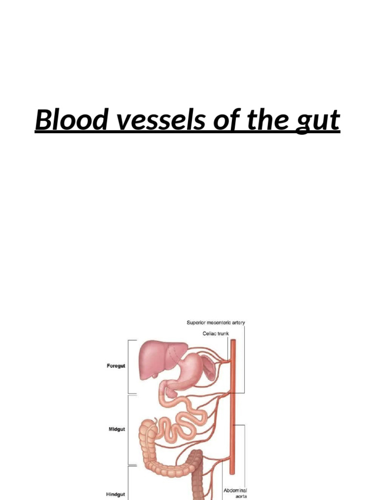 Blood Vessels of The Gut | PDF | Stomach | Large Intestine