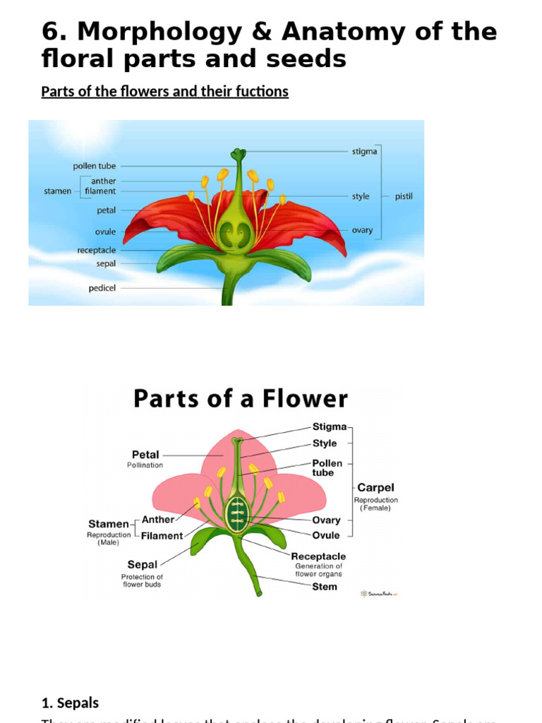 Flower Anatomy: Parts & Functions | PDF | Flowers | Seed
