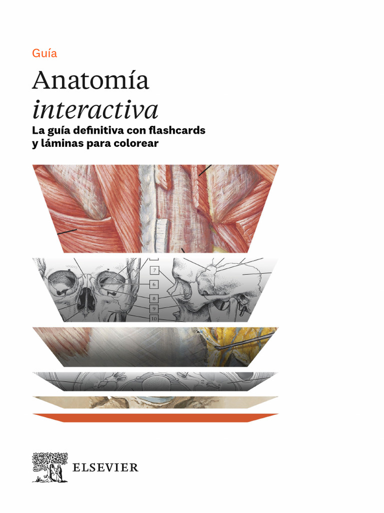Flashcards y Colorear en Anatomía | PDF | Cráneo | Esqueleto