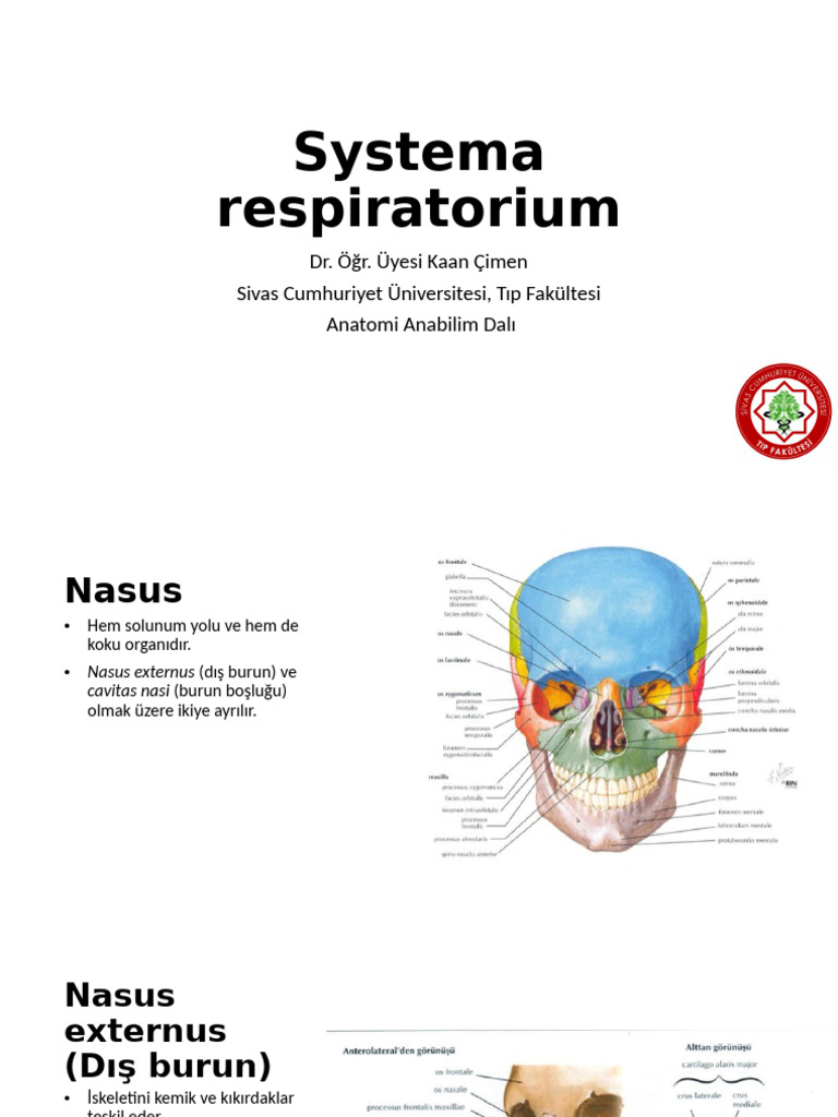 Systema Respiratorium | PDF