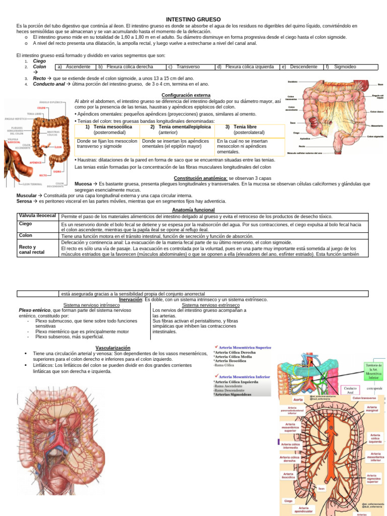 Resumen Intestino Grueso | PDF | Intestino grueso | Tracto gastrointestinal