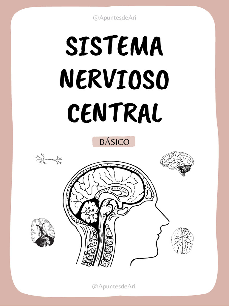 Estructura y Funciones del SNC | PDF | Cerebro | Hemisferio cerebral