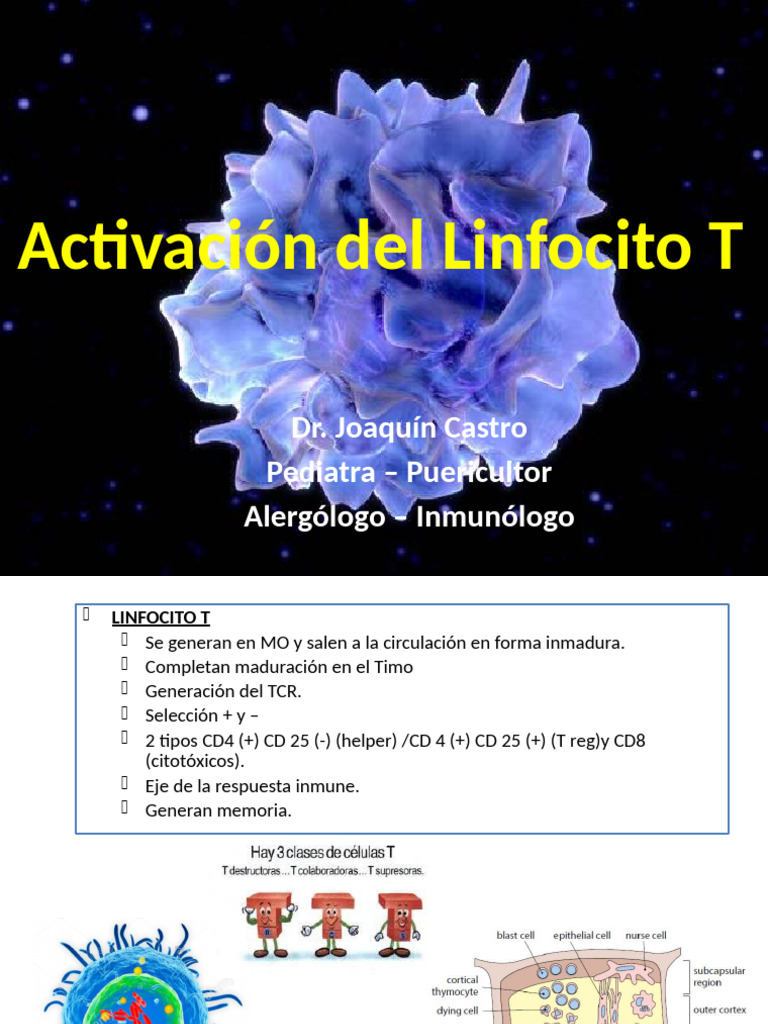 Activación Del Linfocito T | PDF | Célula T | Quinasa