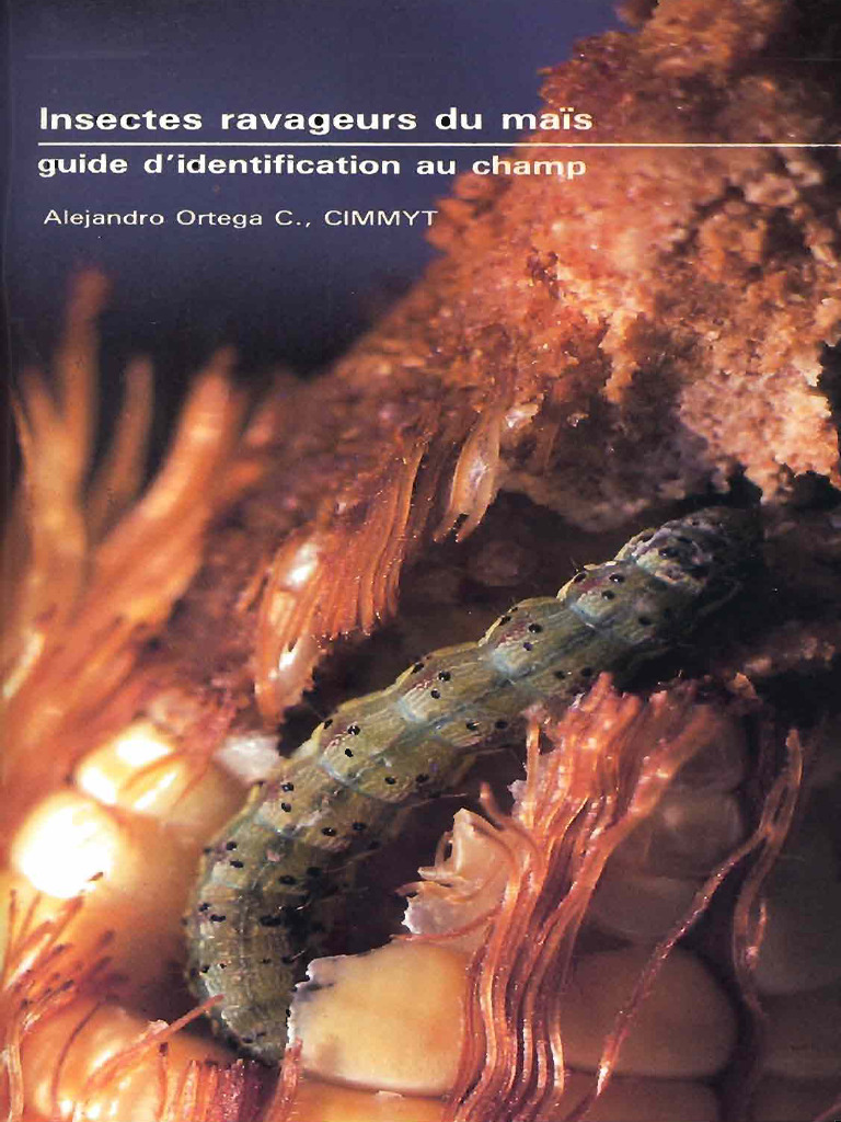 Identification des insectes ravageurs du maïs | PDF | Insectes | Maïs