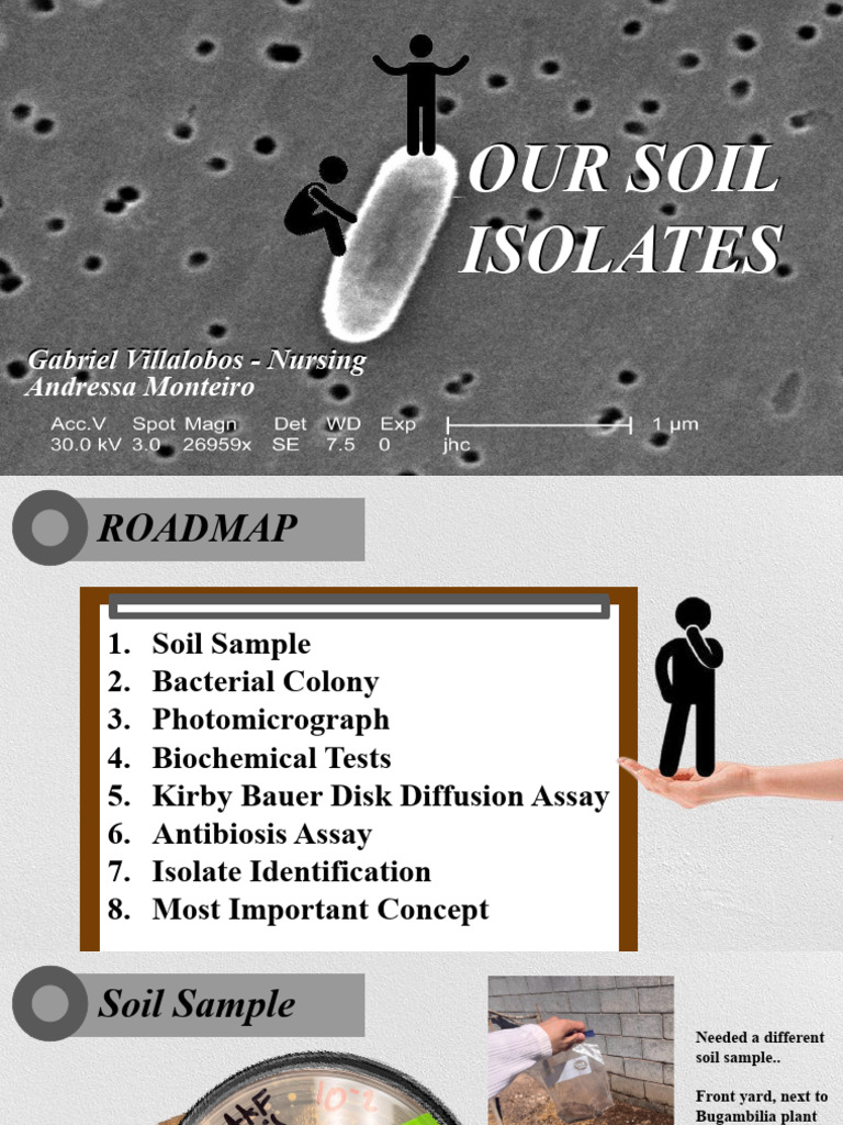Soil Isolate Identification Study | PDF | Bacillus | Prokaryote