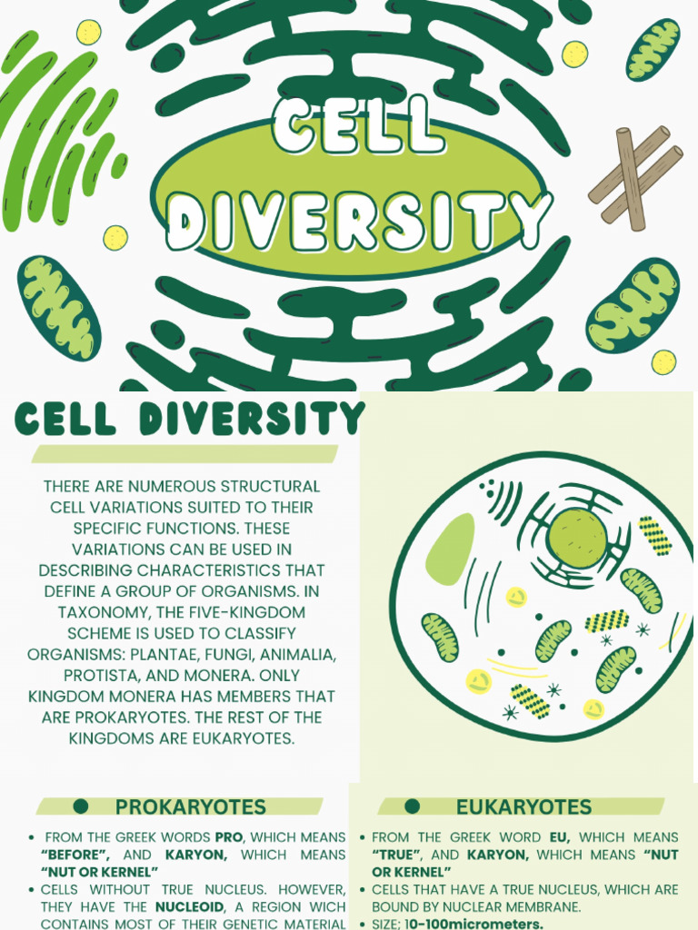 Kingdom Plantae_20251204_090918_0000 | PDF | Protozoa | Biology