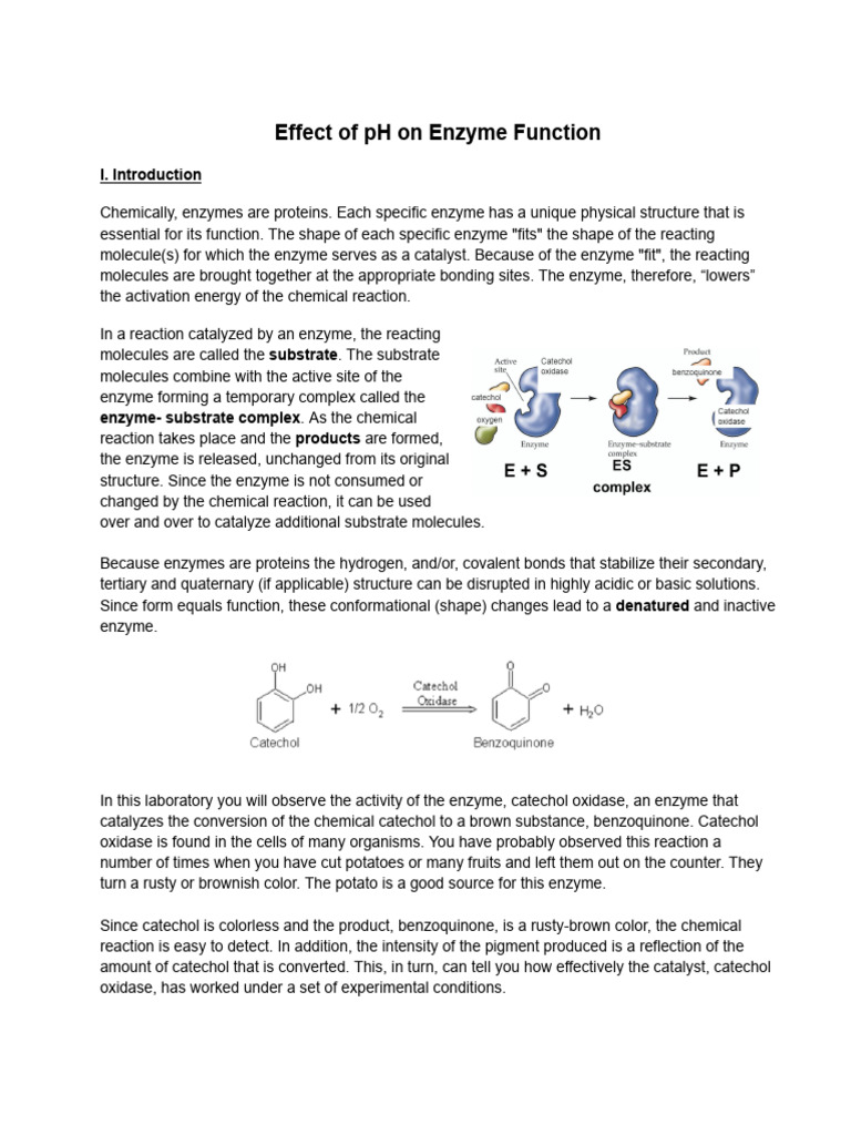 pH Impact on Catechol Oxidase Activity | PDF | Enzyme | Catalysis