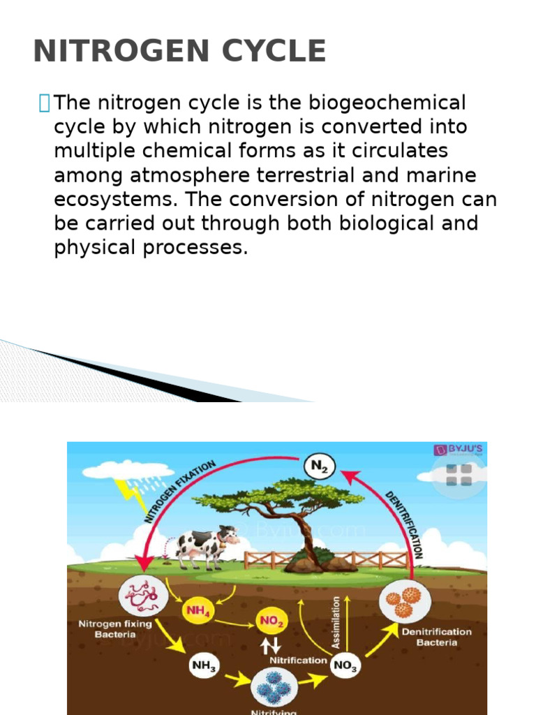 Understanding the Nitrogen Cycle | PDF | Ammonium | Nitrogen