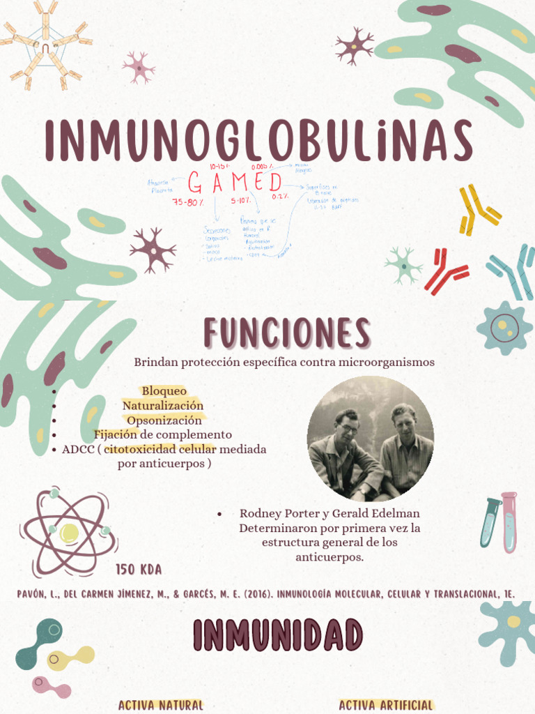 Inmunoglobulinas Estructura Y Función Pdf Anticuerpo Inmunología