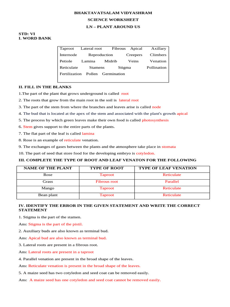 Plant Lesson Worksheet Answer | PDF | Leaf | Seed