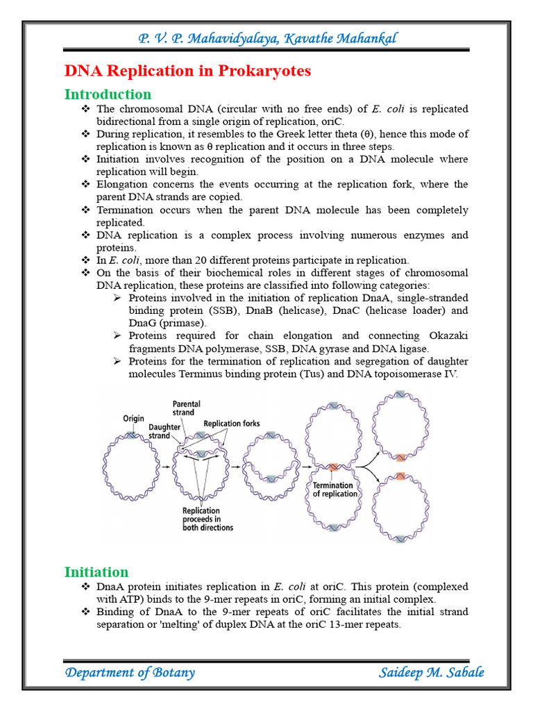 DNA Replication in Prokaryotes | PDF | Dna Replication | Molecular Biology