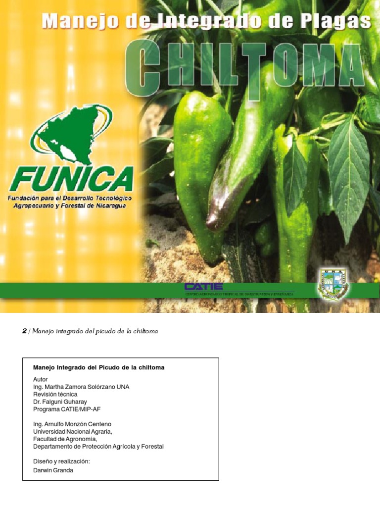 Manejo del picudo en chiltoma nicaragüense | PDF | Insectos | Hongo