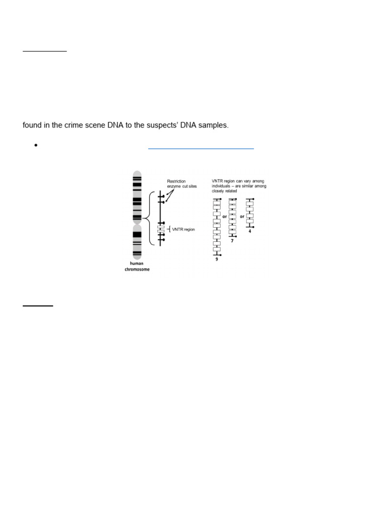 DNA Fingerprinting Lab and Handout | PDF | Agarose Gel Electrophoresis ...
