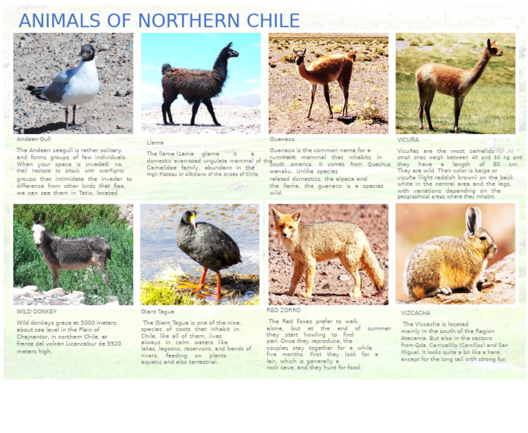 NORTH ANIMALS 1 | PDF | Zoology