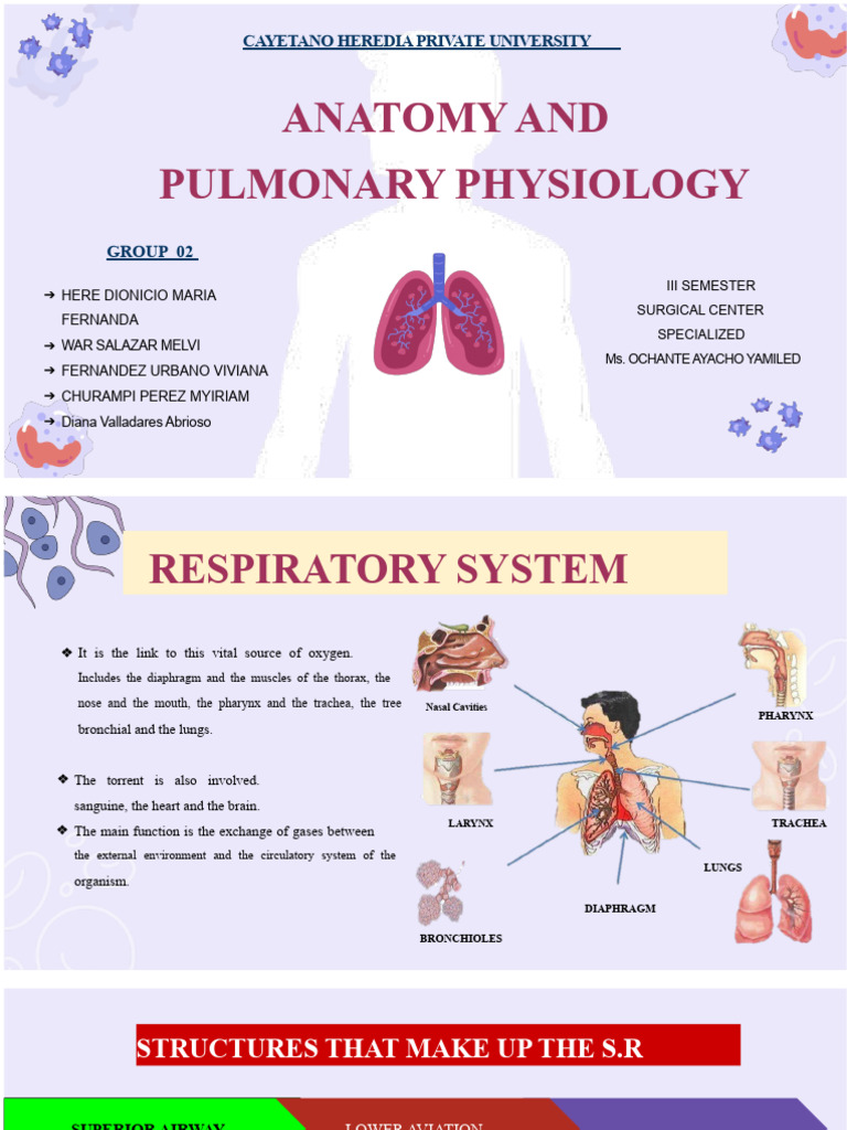 Anatomy of the Respiratory System | PDF | Respiratory Tract | Lung
