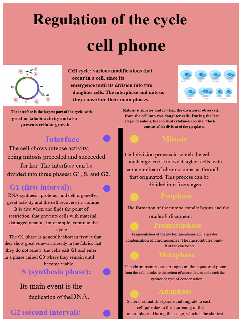 Infographic Cellular Regulation | PDF | Mitosis | Cell Cycle