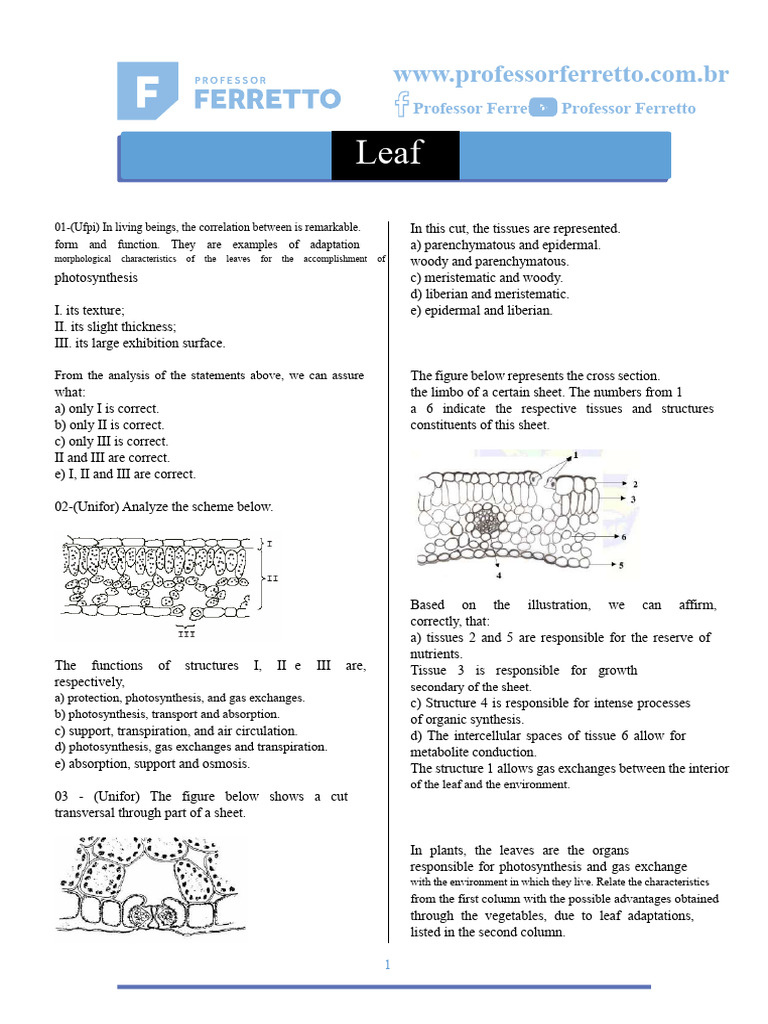 Leaf Questions | PDF | Leaf | Stoma