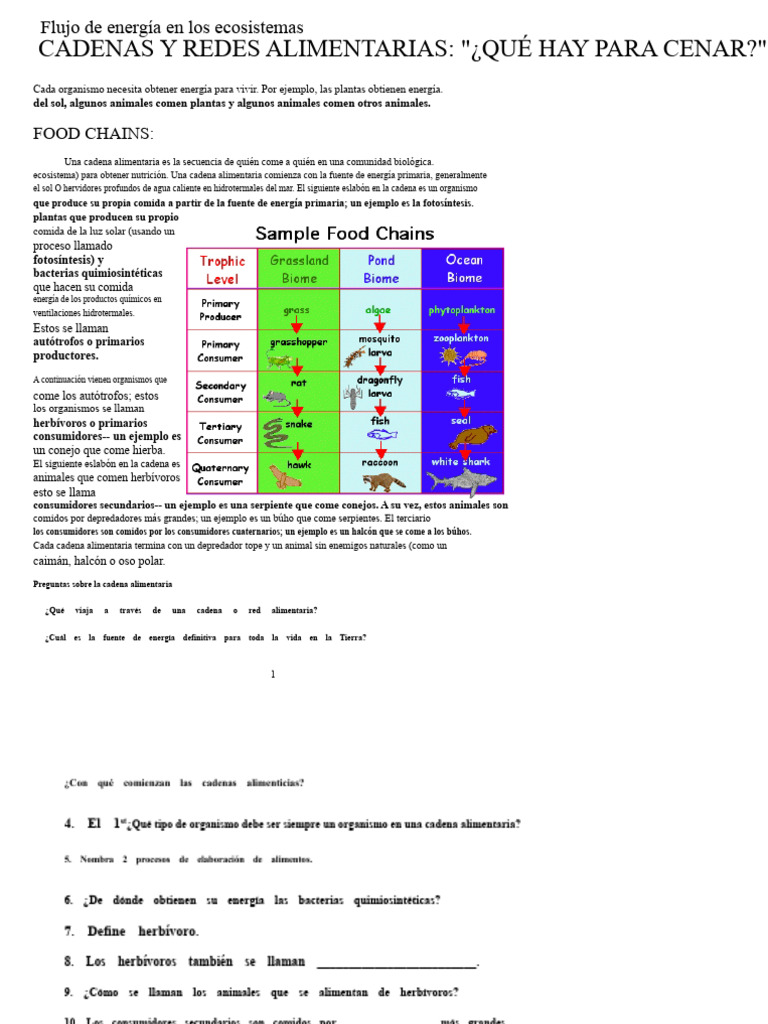 Cadenas Alimenticias, Redes y Flujo de Energía | PDF | Red alimentaria ...