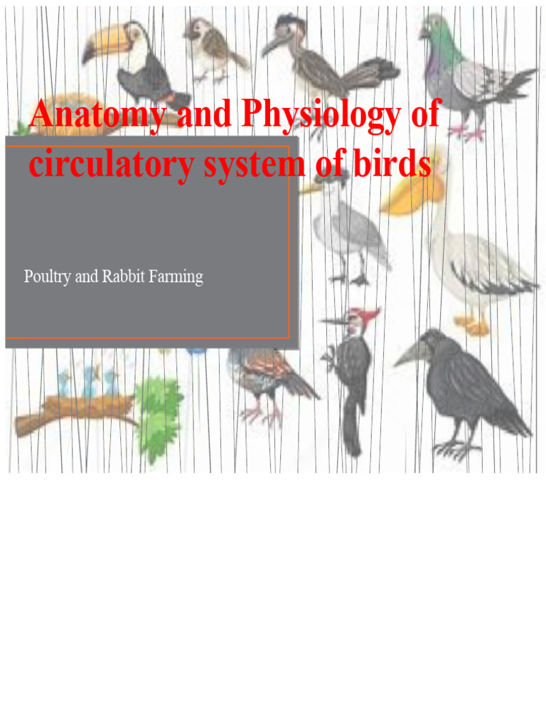 Anatomy and Physiology of The Circulatory System of Birds | PDF ...
