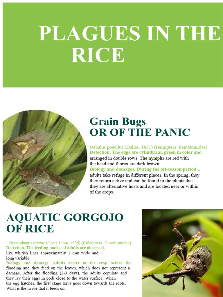 pests in rice | PDF