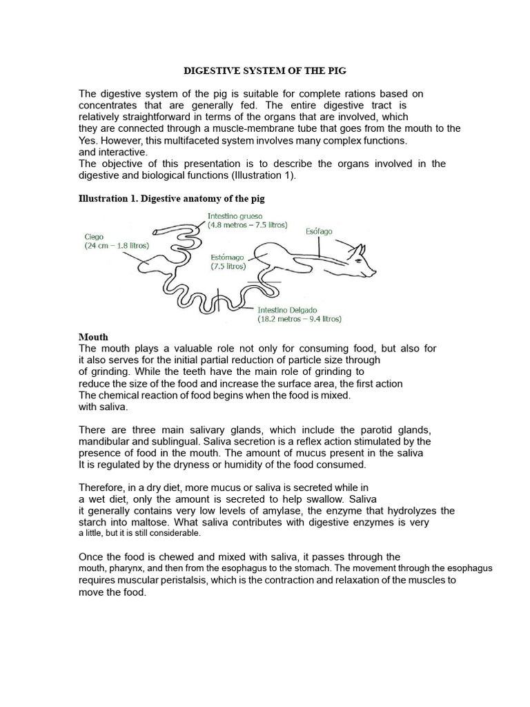 Digestive System of the Pig | PDF | Digestion | Stomach