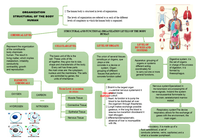 Levels of Structural and Functional Organization of The Human Body ...