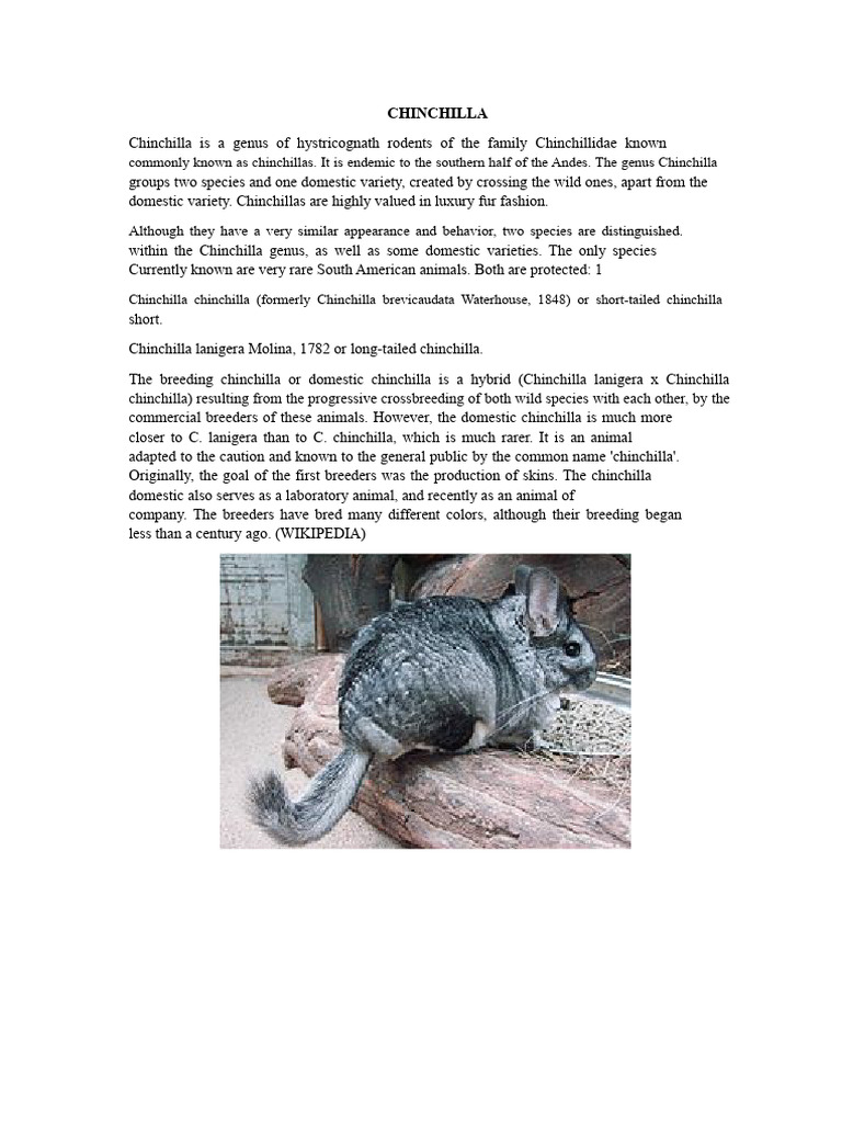 CHINCHILLA | PDF
