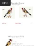 Tabela de Anilhas FOB 2025 | PDF | Aves | Ornitologia