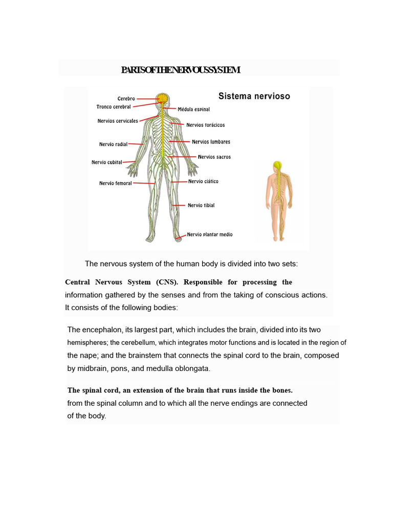 Overview of the Nervous System Parts | PDF | Central Nervous System ...