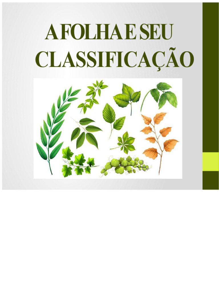 Classificação e Funções da Folha | PDF