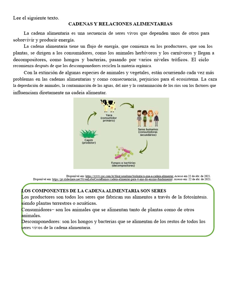 Cadena Alimentaria 4 Año Editada | PDF | Red alimentaria | Ecología