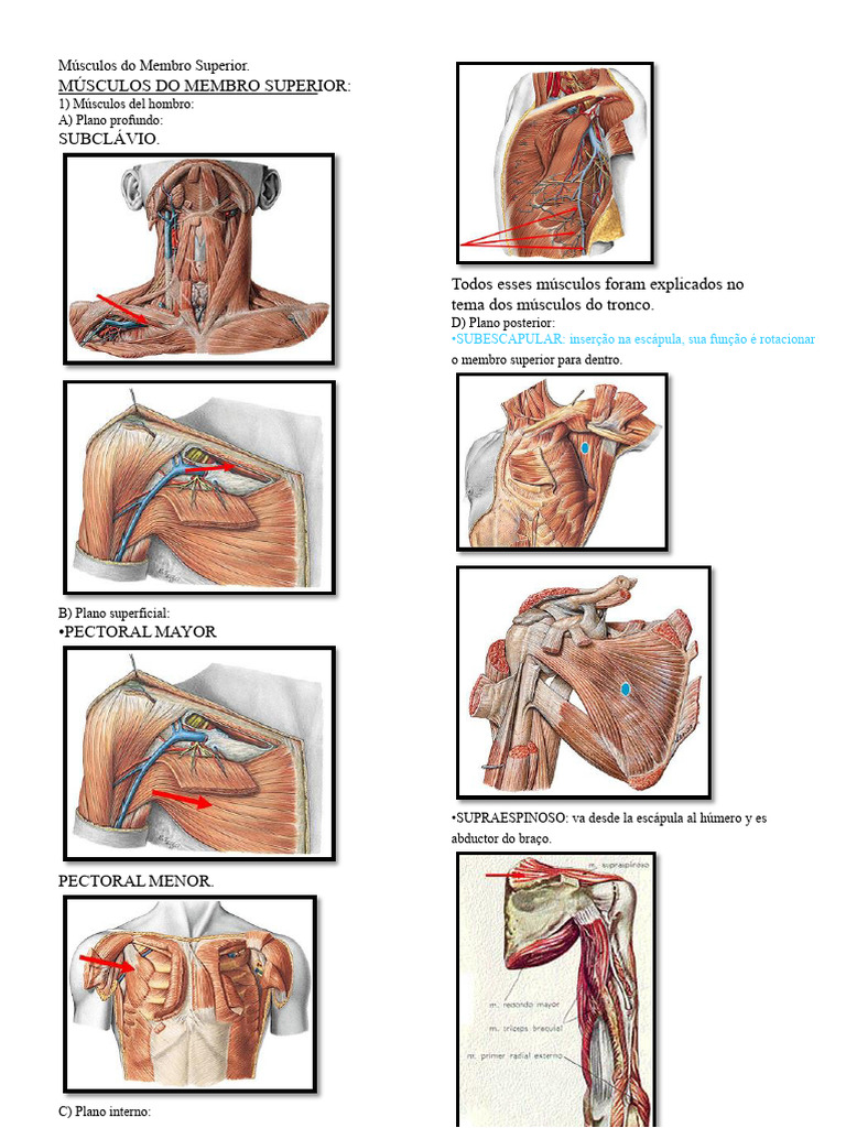 Músculos Do Membro Superior | PDF | Membros (anatomia) | Sistema Locomotor