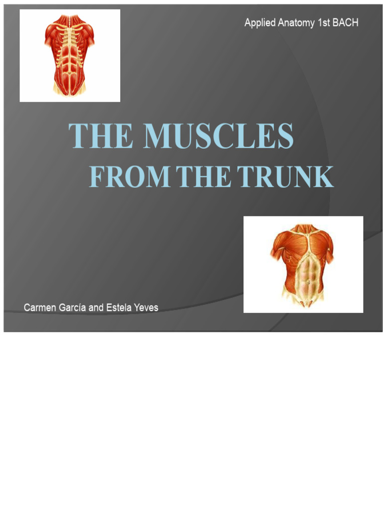 THE MUSCLES OF THE TRUNK - ANATOMY | PDF | Abdomen | Thorax