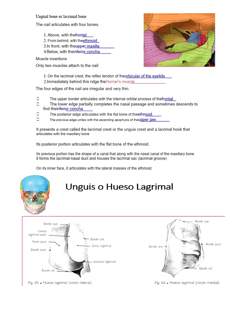 Nail Bone or Lacrimal Bone | PDF