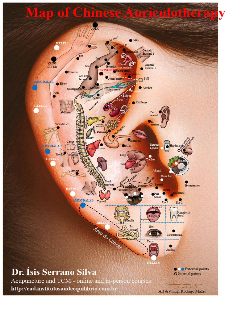 Revised Auricular Map | PDF | Endocrine System | Gastrointestinal Tract