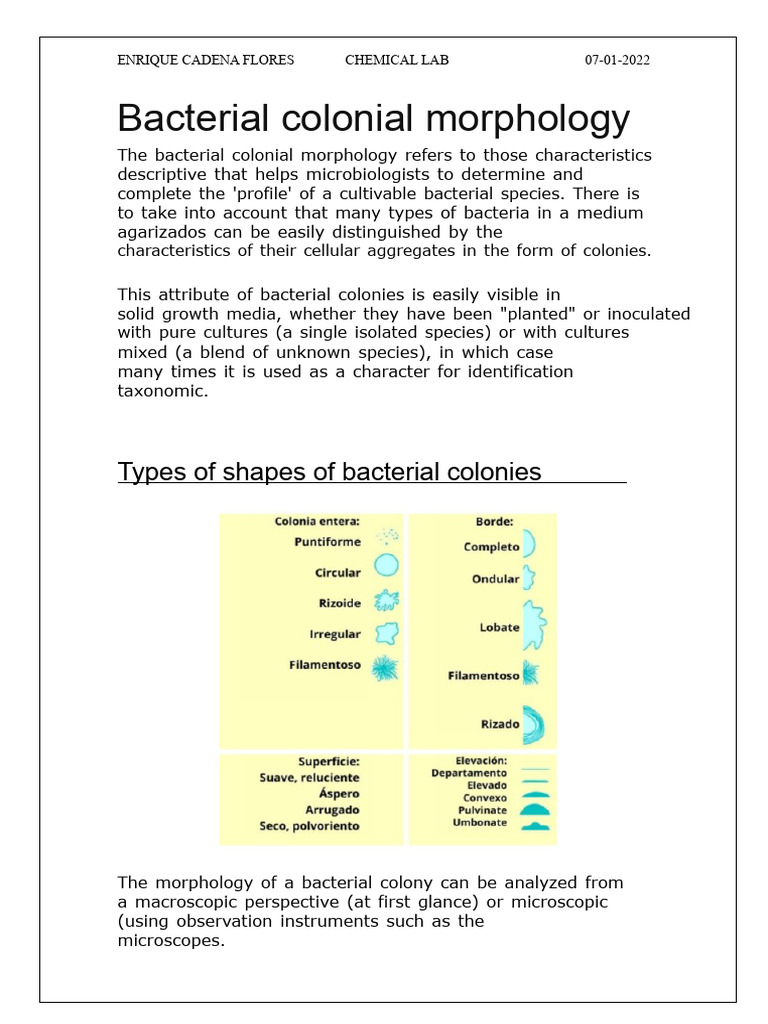 Bacterial Colonial Morphology Guide | PDF | Species | Organisms