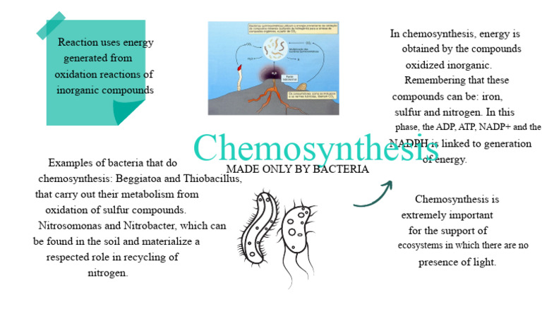 PHOTOSYNTHESIS AND CHEMOSYNTHESIS 2 | PDF