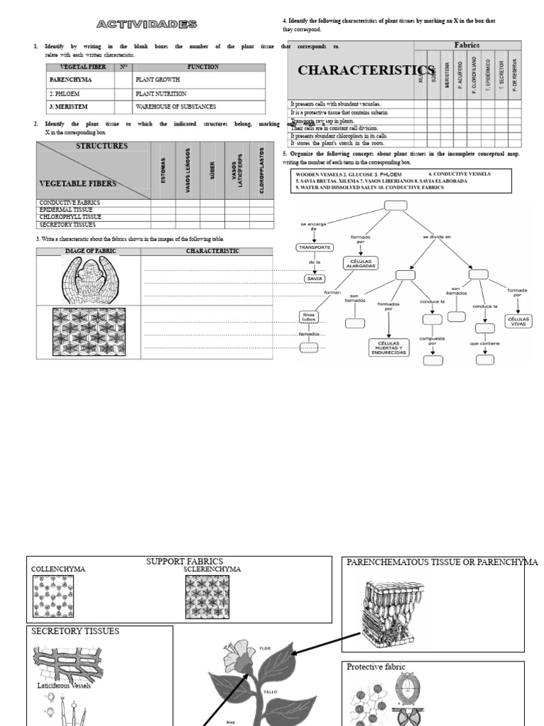Plant Tissue Characteristics and Functions | PDF | Tissue (Biology ...