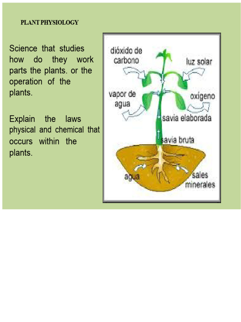 Understanding Plant Physiology and Biology | PDF | Plant Physiology ...