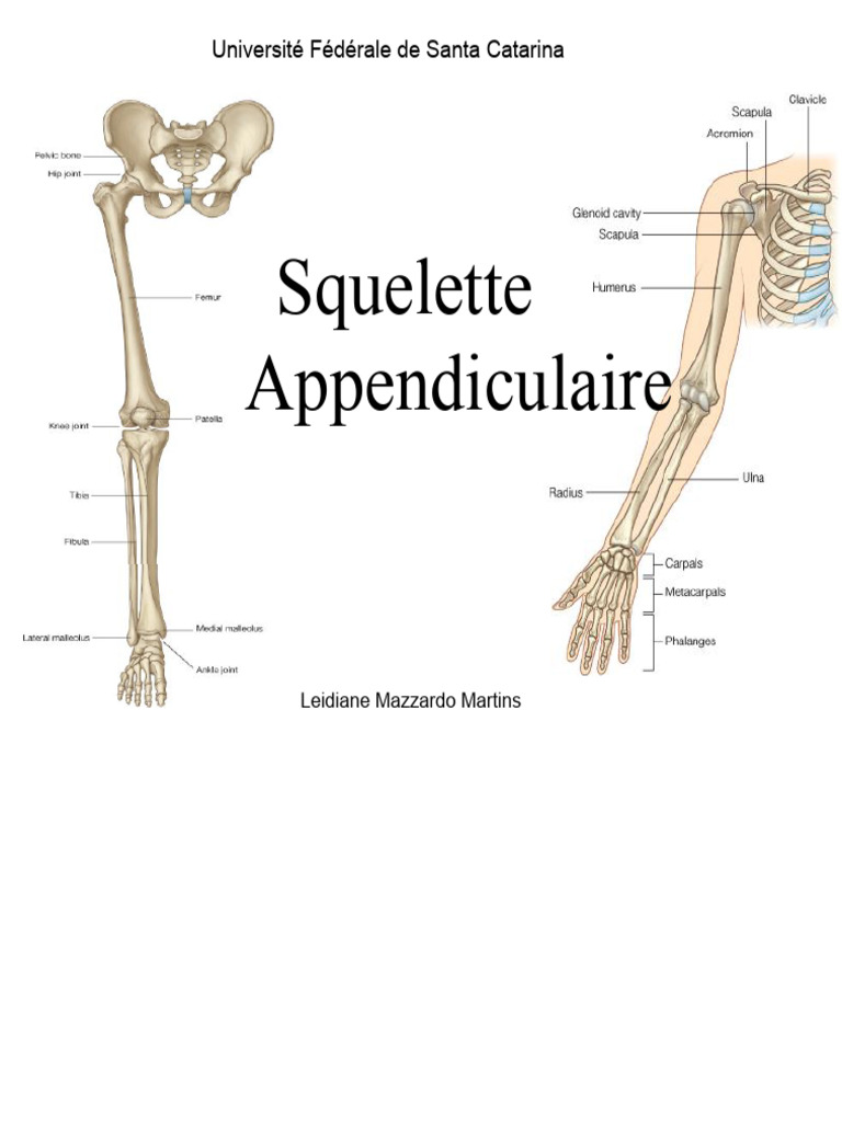 Anatomie du squelette appendiculaire | PDF | Anatomie de membre ...