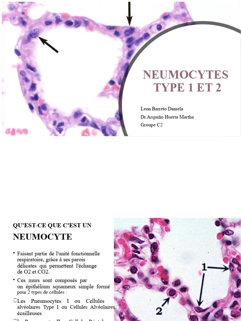 Pneumocytes Types 1 et 2 : Fonctions et Rôle | PDF