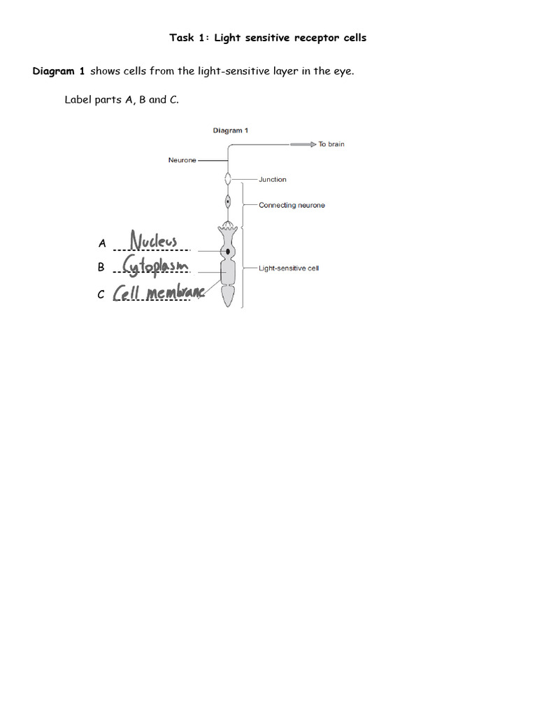 Justin Kim - Photoreceptors and Pupil Reflex ERI | PDF | Retina | Eye