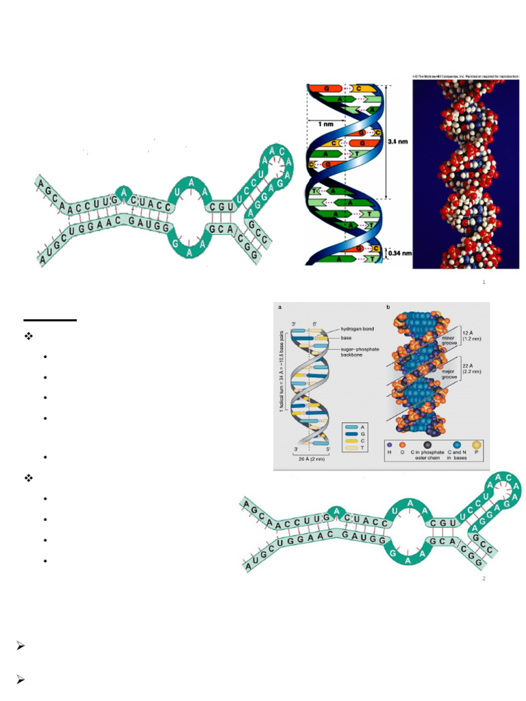 Molecular Biology Unit 2 and 3 | PDF | Dna Replication | Rna